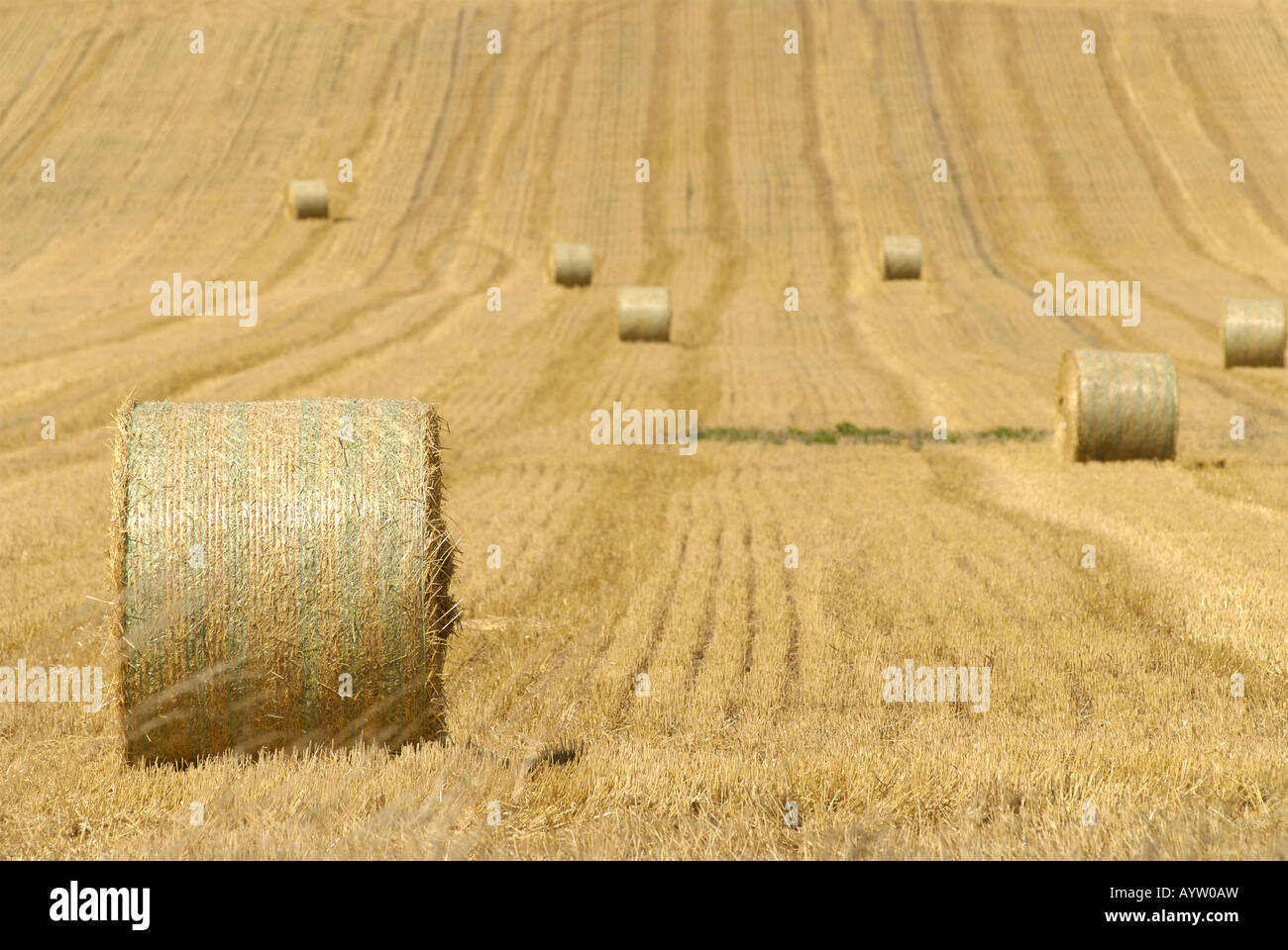 Dry wheat bundles hi-res stock photography and images - Alamy