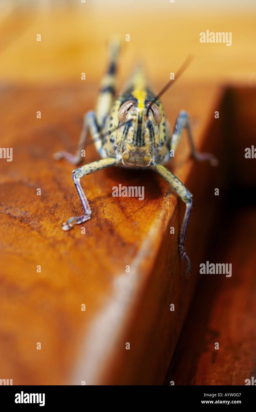 Flying Grasshopper Thailand Stock Photo - Alamy