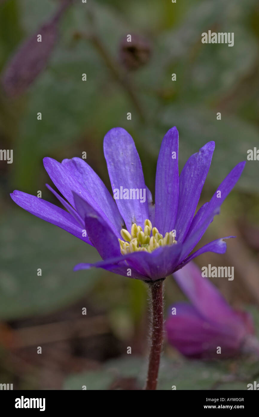 Closeup of the blue flower of a greek windflower, Anemone blanda. Seen ...