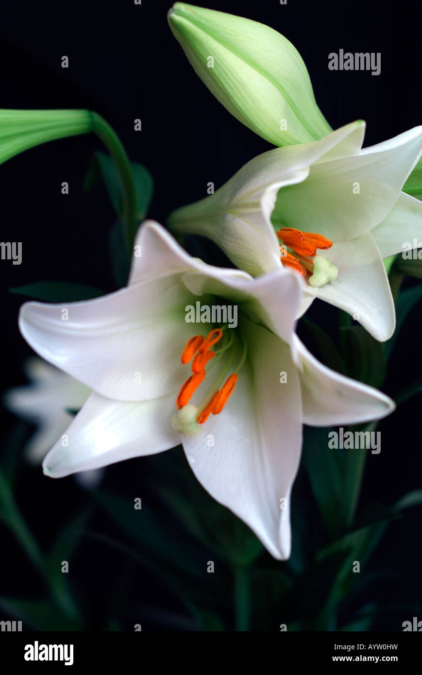 Flowers of Lilium Longiformis also known as funeral lillies lilys lily ...