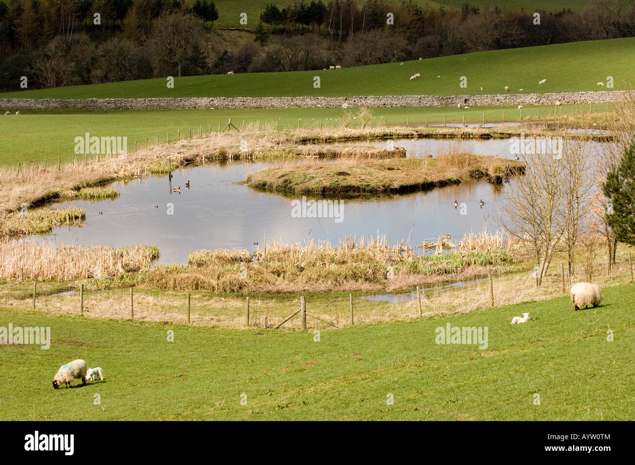 Man made pond on farmland fenced off as part of a wildlife scheme ...