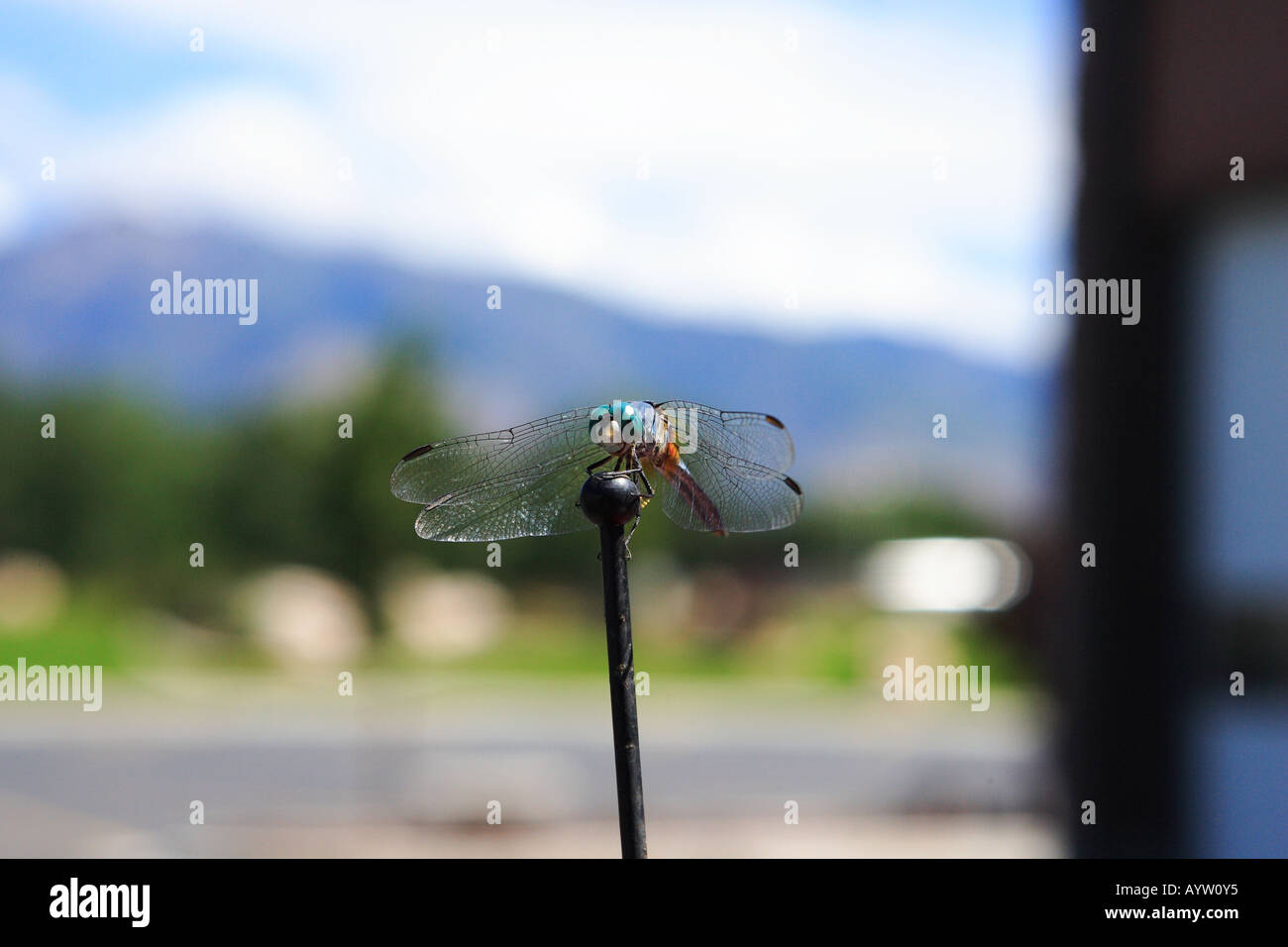 Dragon Fly Sitting On Car Antenna Stock Photo Alamy