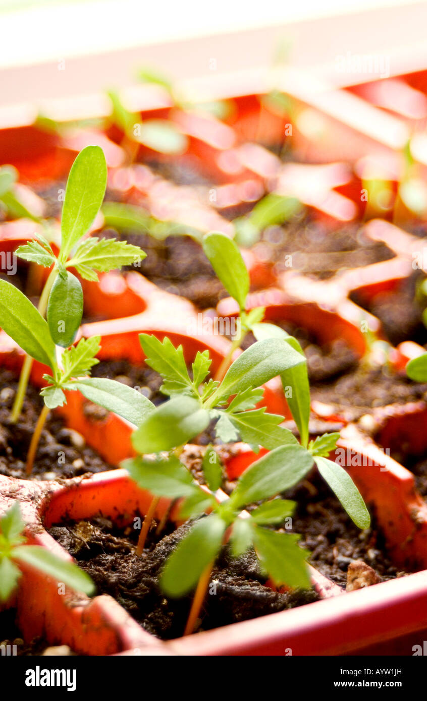 Marigold Seedlings in a tray Stock Photo - Alamy