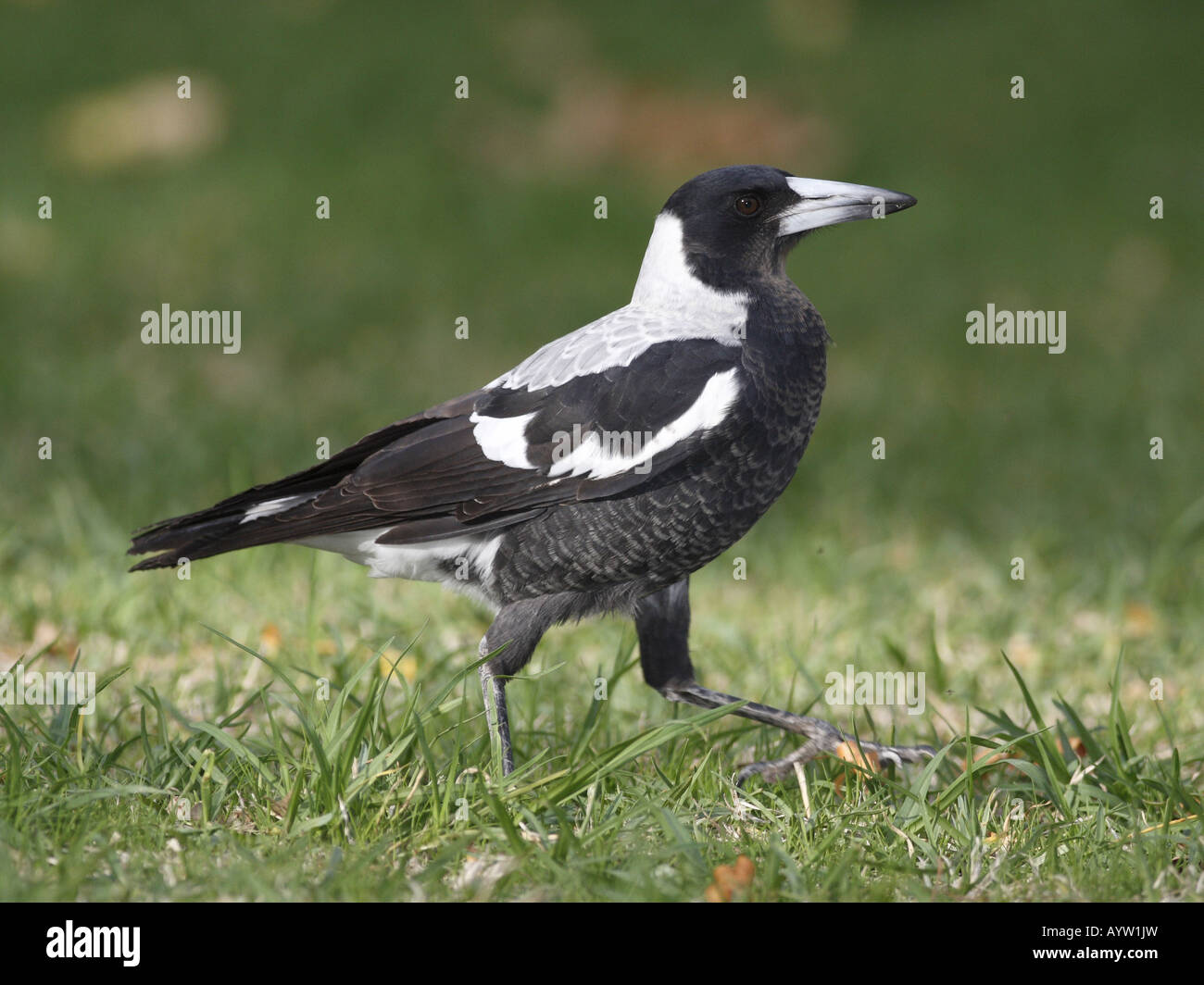 An Australian bird, magpie is walking on the lawn in the park Stock ...