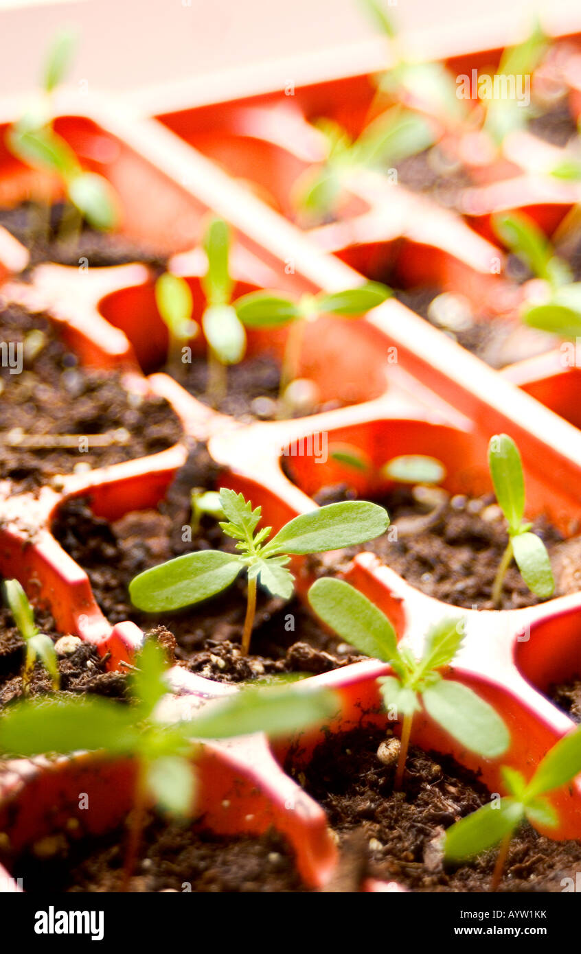 Marigold Seedlings in a tray Stock Photo - Alamy