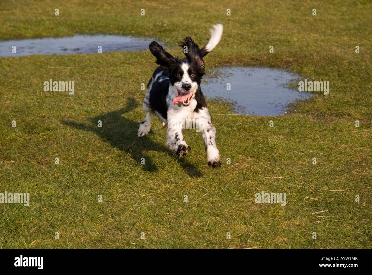 English Springer Spaniel Running Stock Photo - Alamy