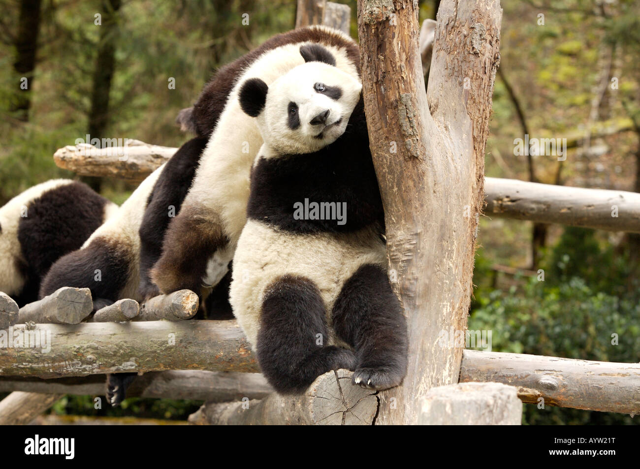 Panda china wolong panda center hi-res stock photography and images - Alamy