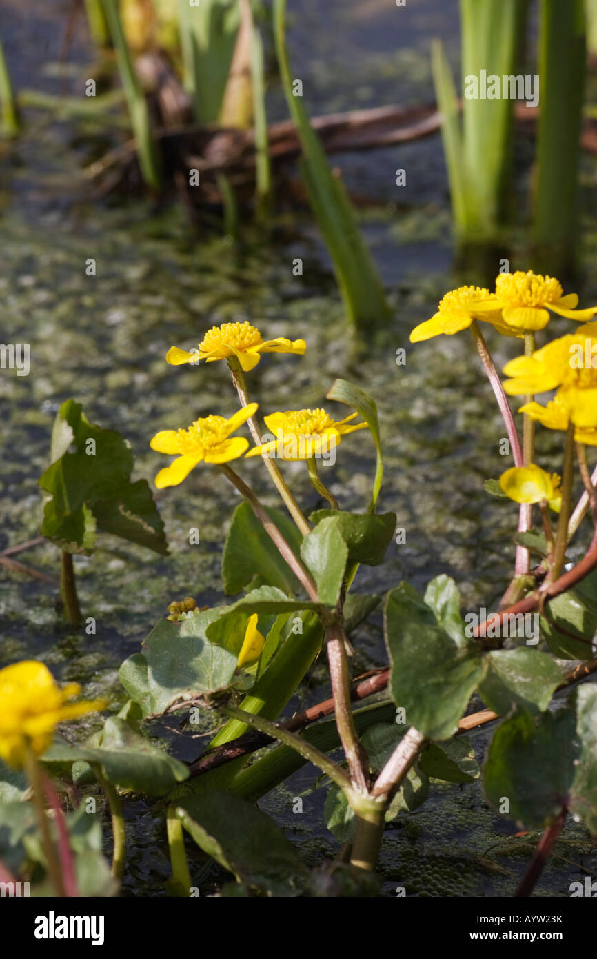 The flowering plant of a marsh marigold, Caltha palustris, with a pond ...