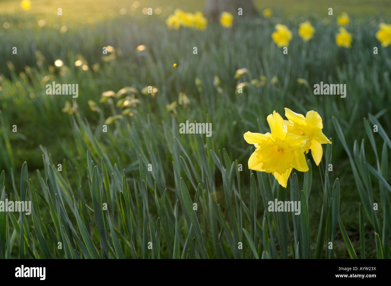 Daffodils starting to flower in early spring Stock Photo - Alamy