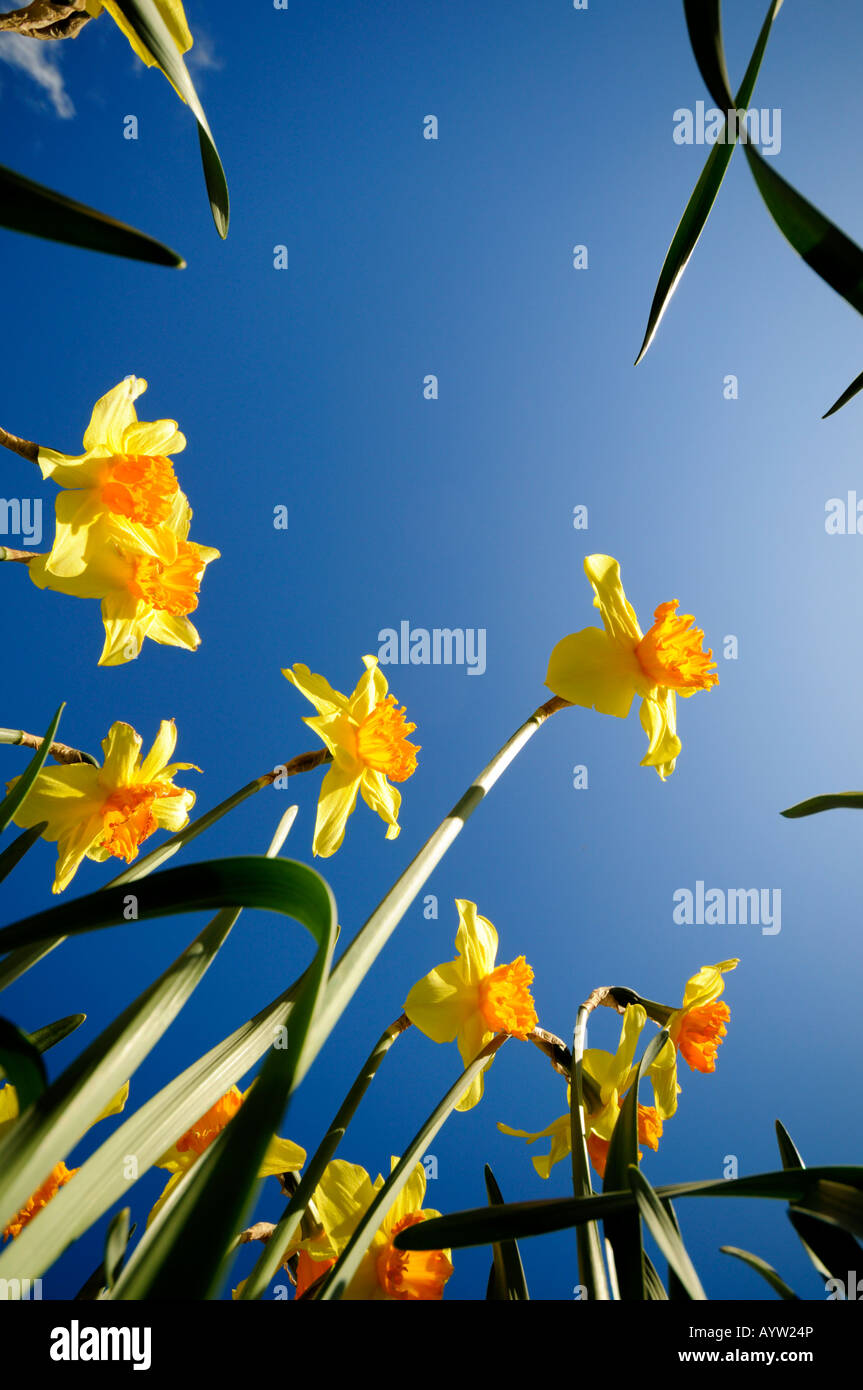Daffodils starting to flower in early spring with strong blue shy Stock ...