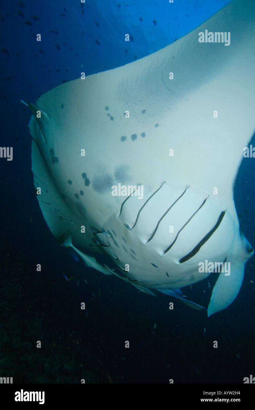 Swimming with manta rays maldives hi-res stock photography and images ...