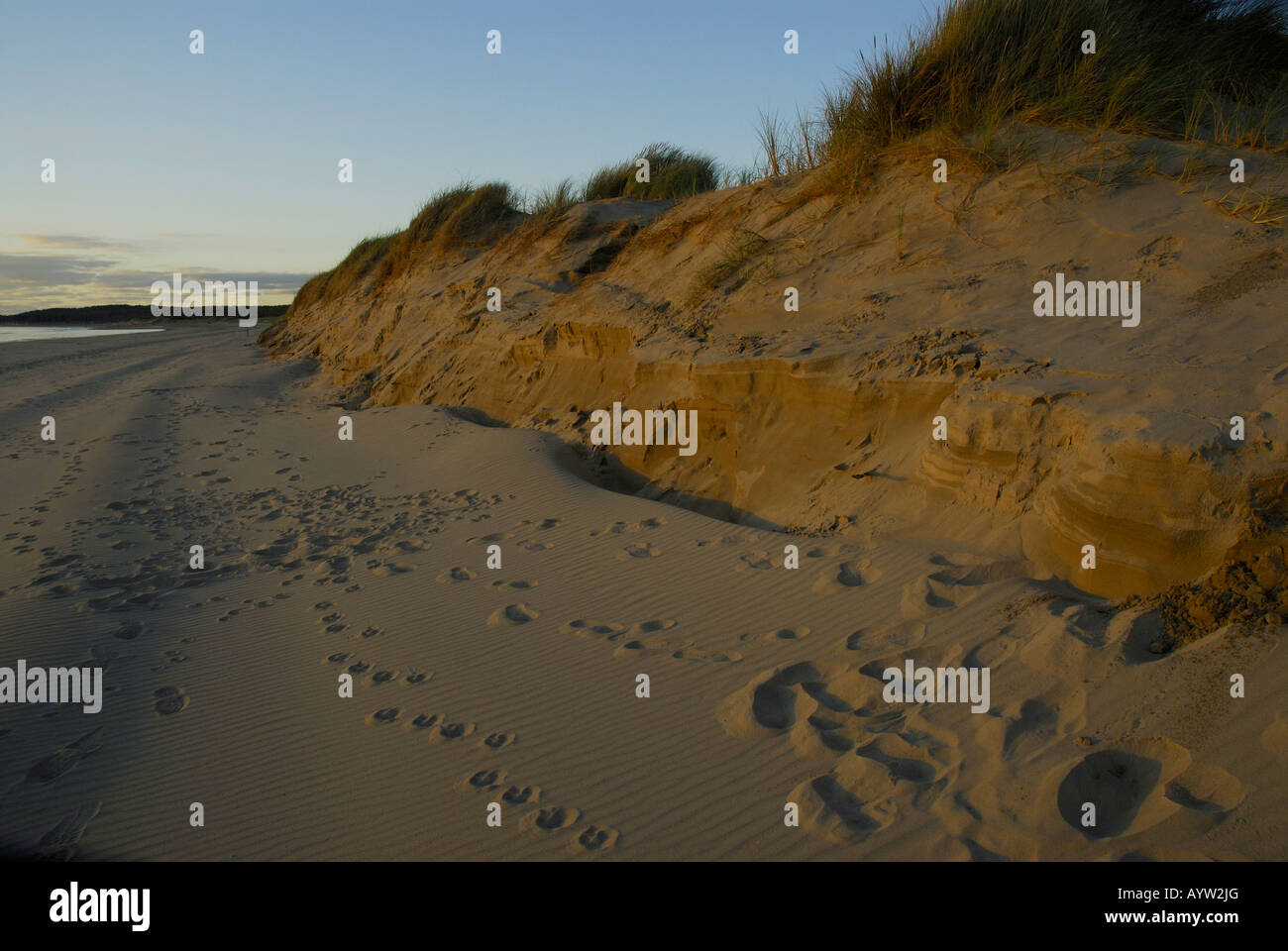 Stable Sand Dune and Marram Grass (Ammophila arenaria). Newborough ...