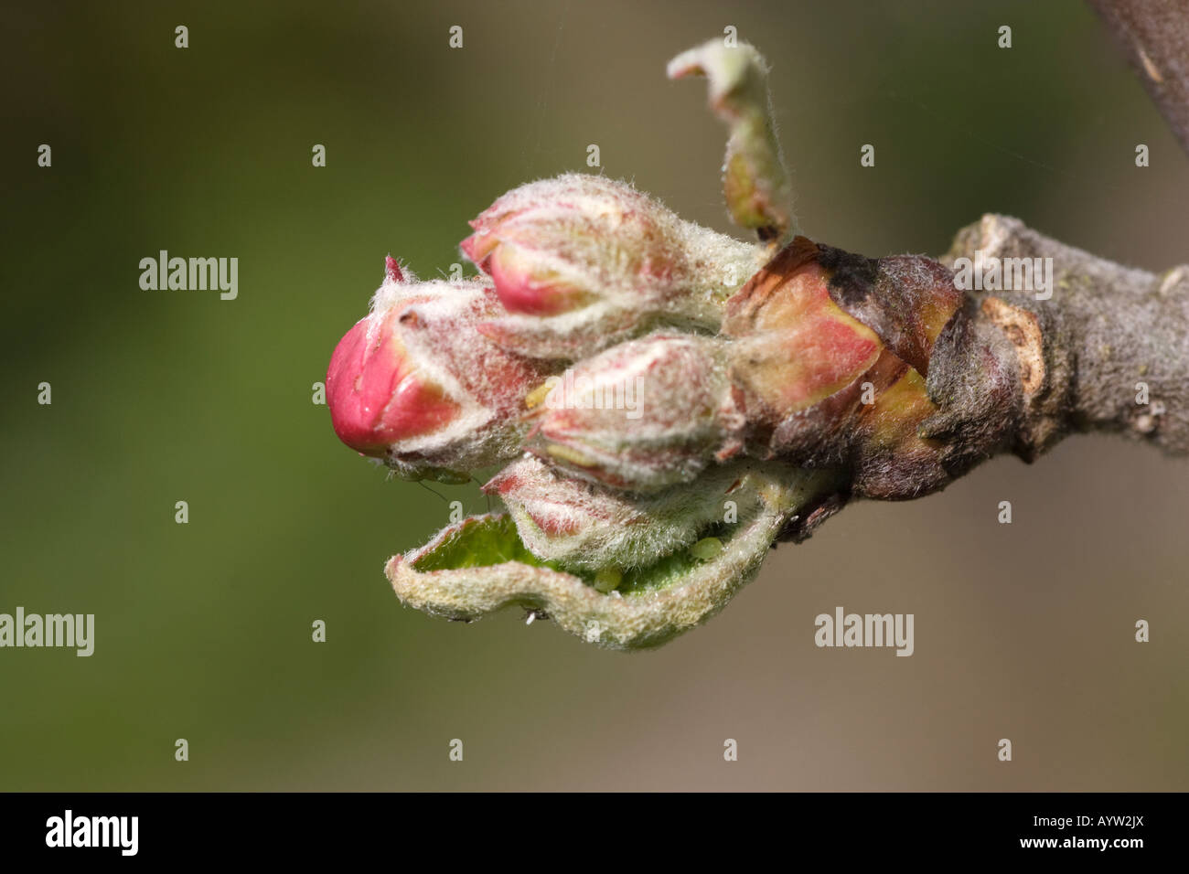 Apple tree aphids hi-res stock photography and images - Alamy