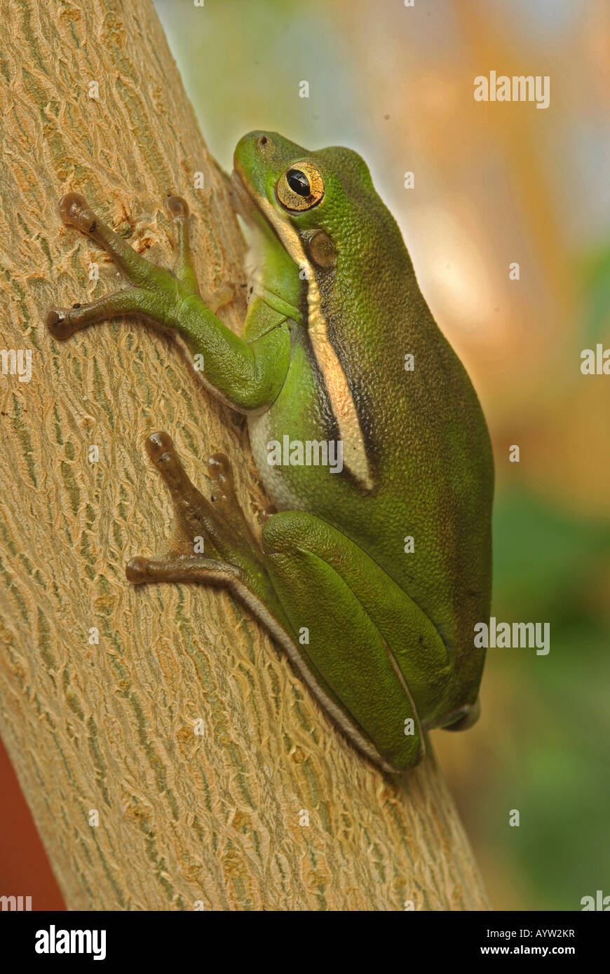 Hyla frogs hi-res stock photography and images - Alamy