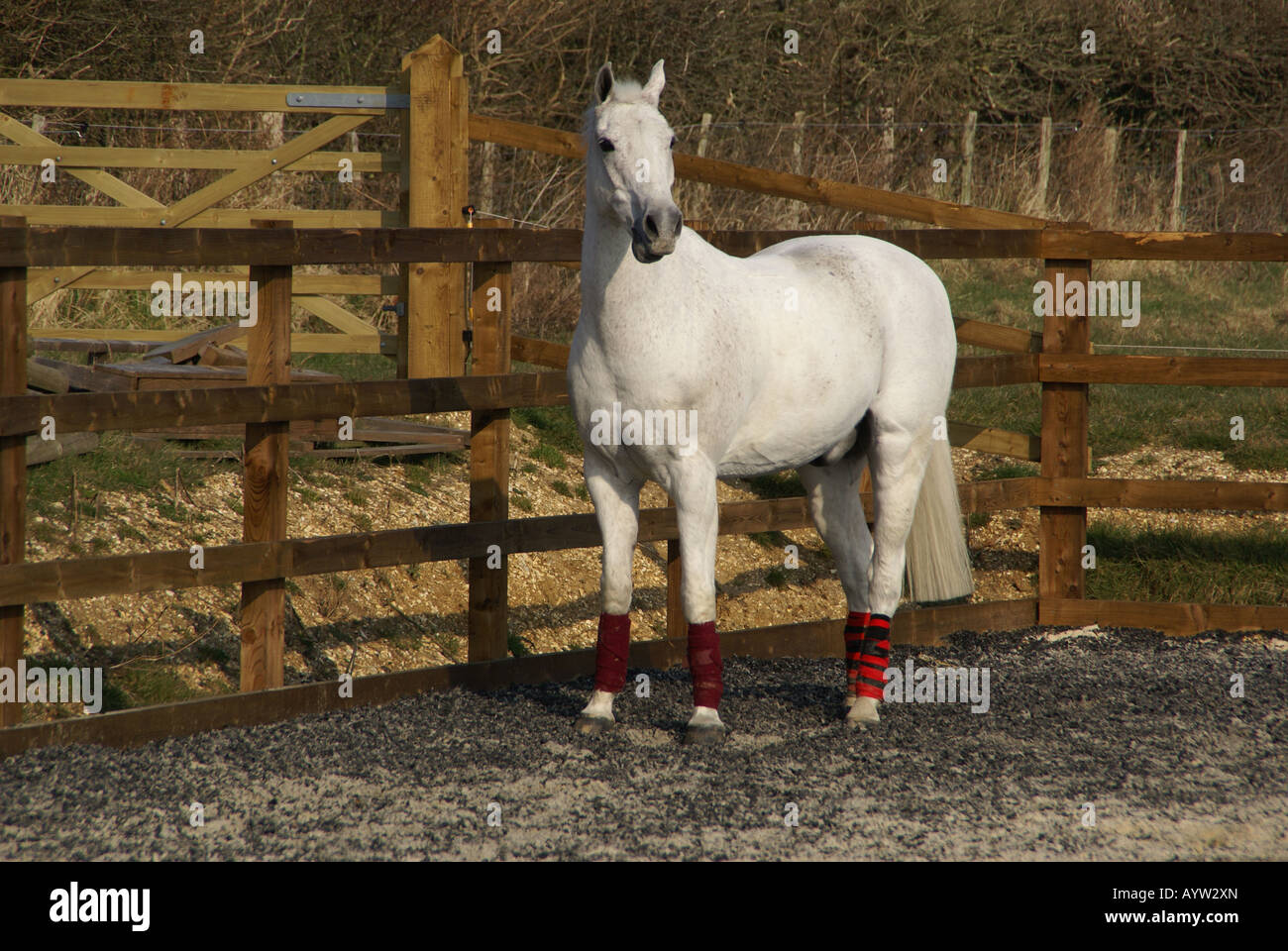 A grey gelding standing by a fence Stock Photo - Alamy