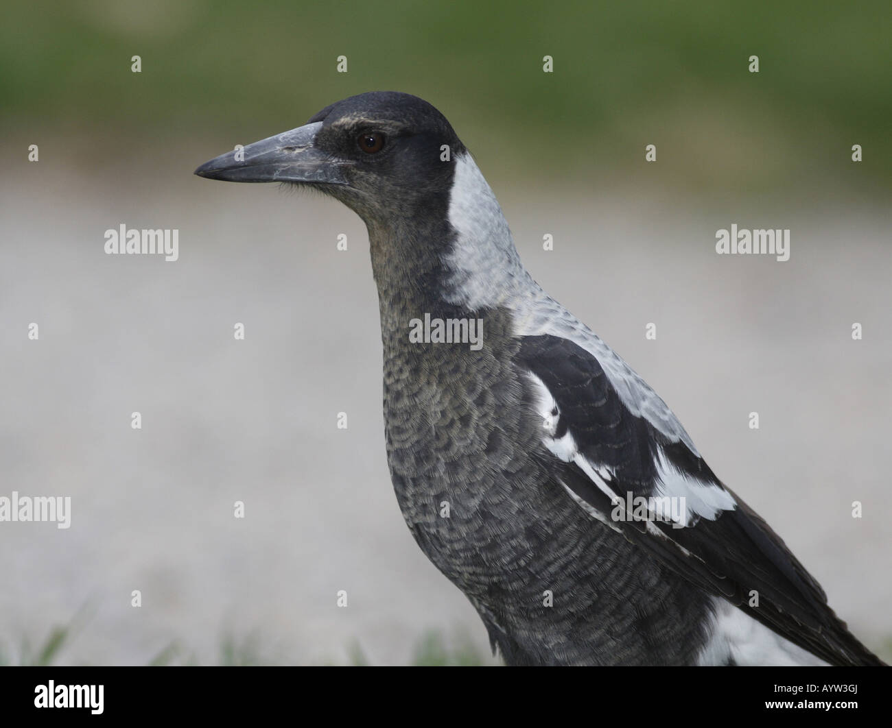 Australian bird magpie walking hi-res stock photography and images - Alamy