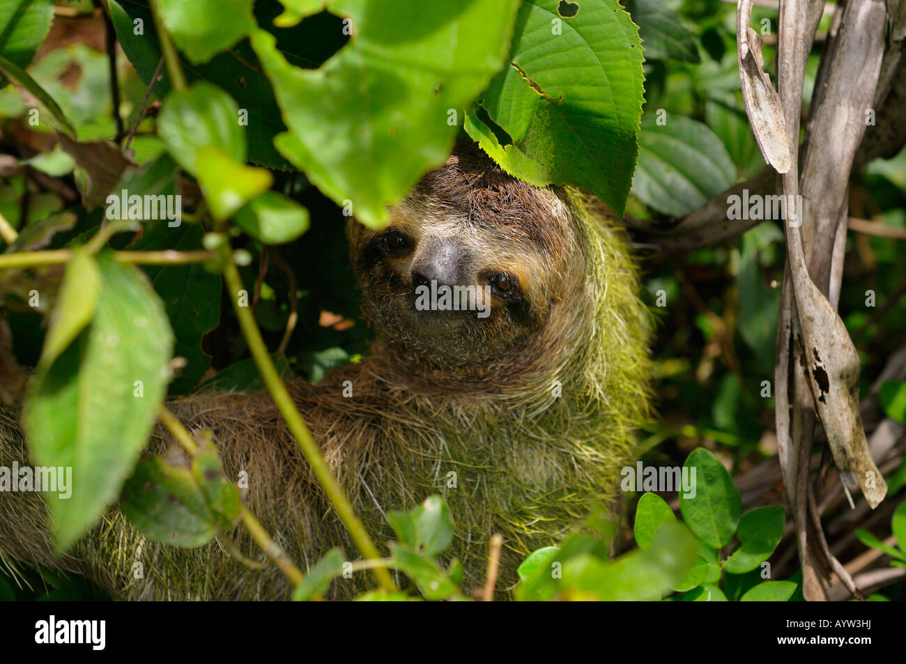 Face of a Brown Throated Three toed Sloth in the jungles of Costa Rica ...