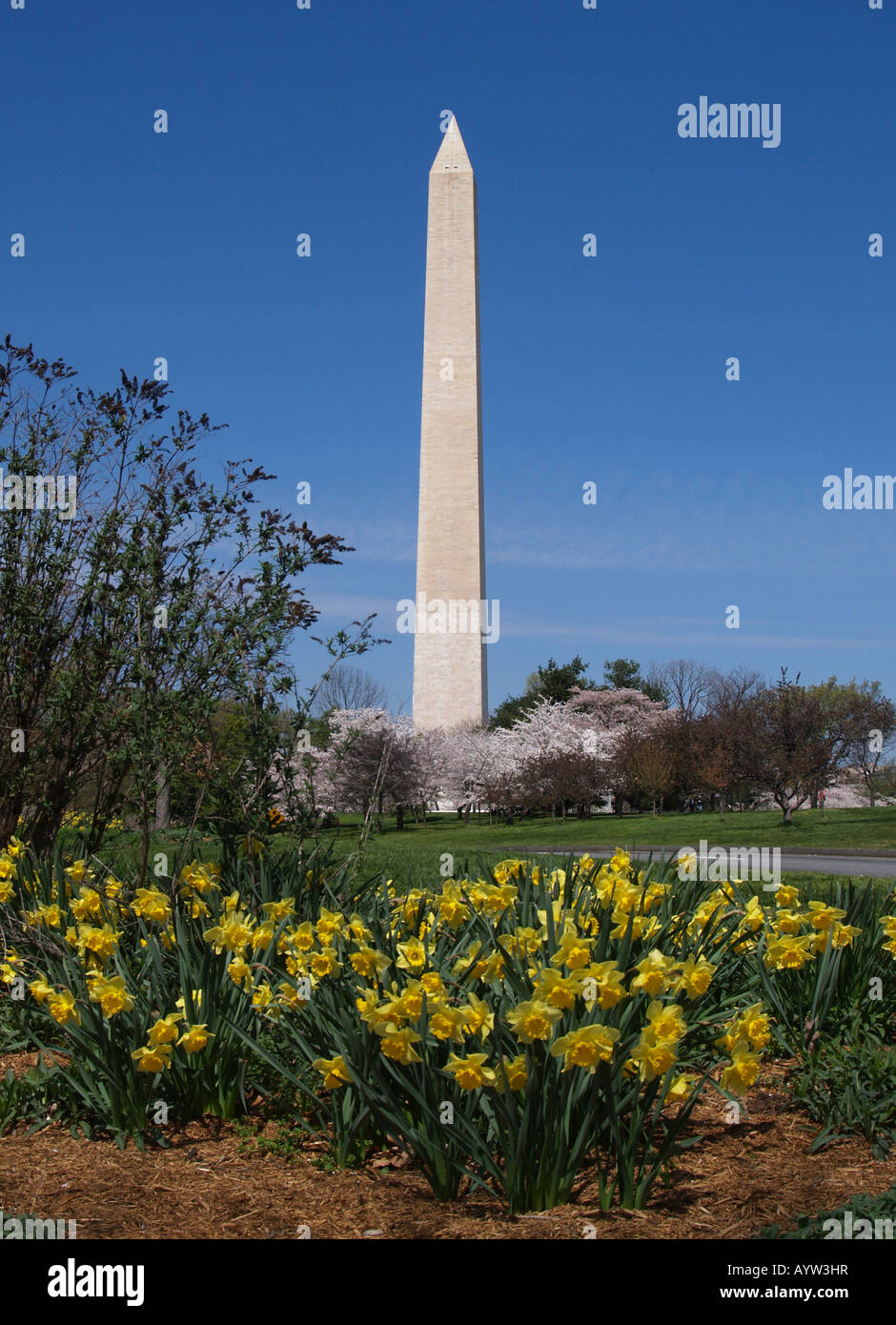 Washington Monument with Spring Daffodils Stock Photo - Alamy