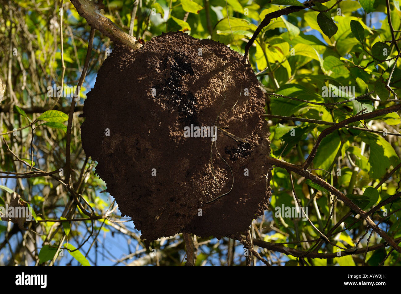 arboreal termite nest termitarium in the canopy of tropical rainforest ...
