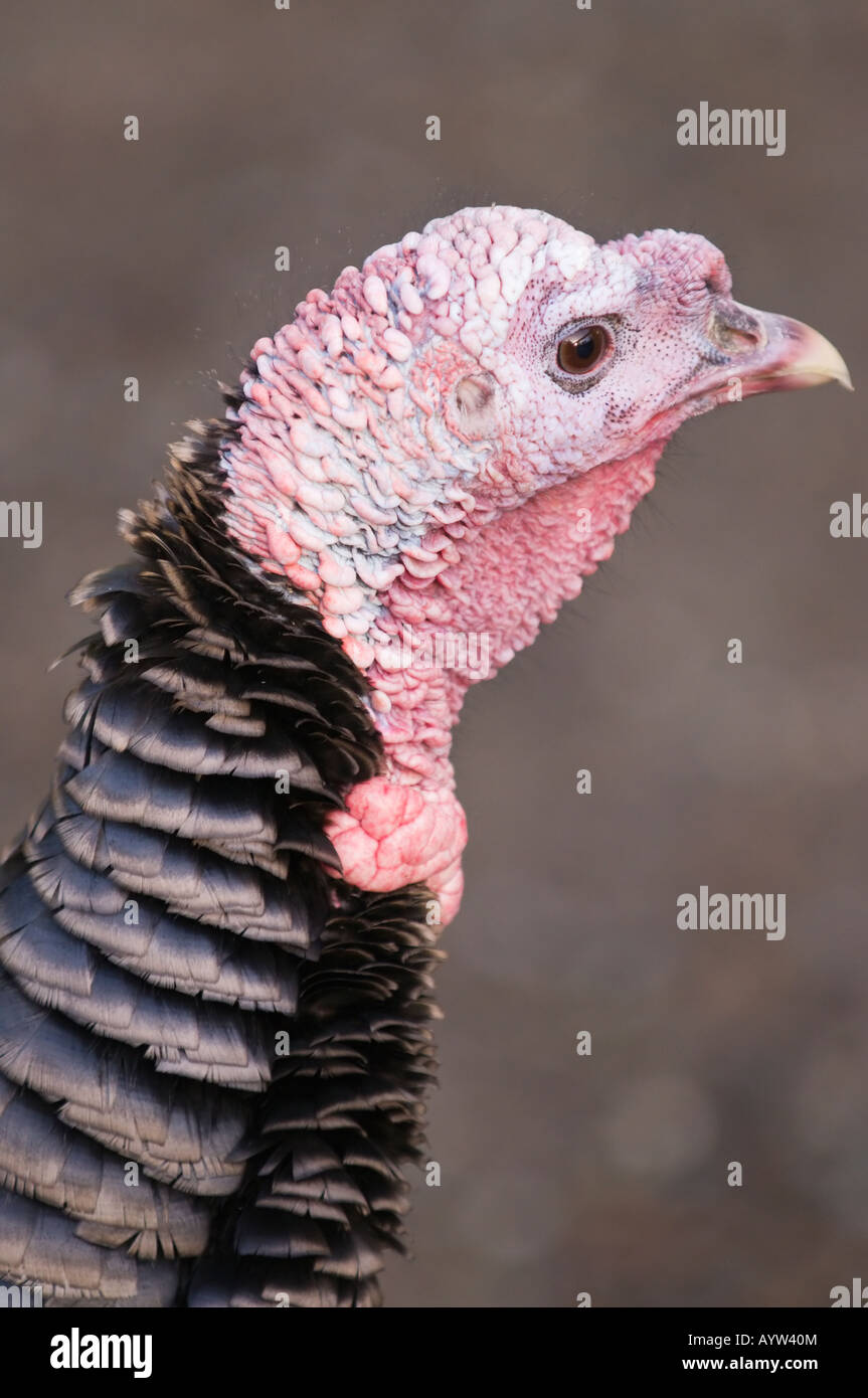 Domestic male turkey hi-res stock photography and images - Alamy