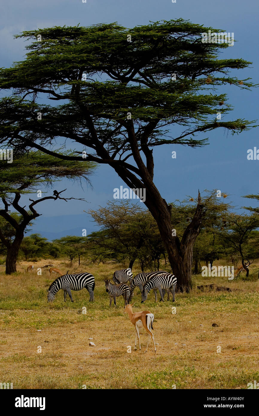 Sheltering under a tree hi-res stock photography and images - Alamy