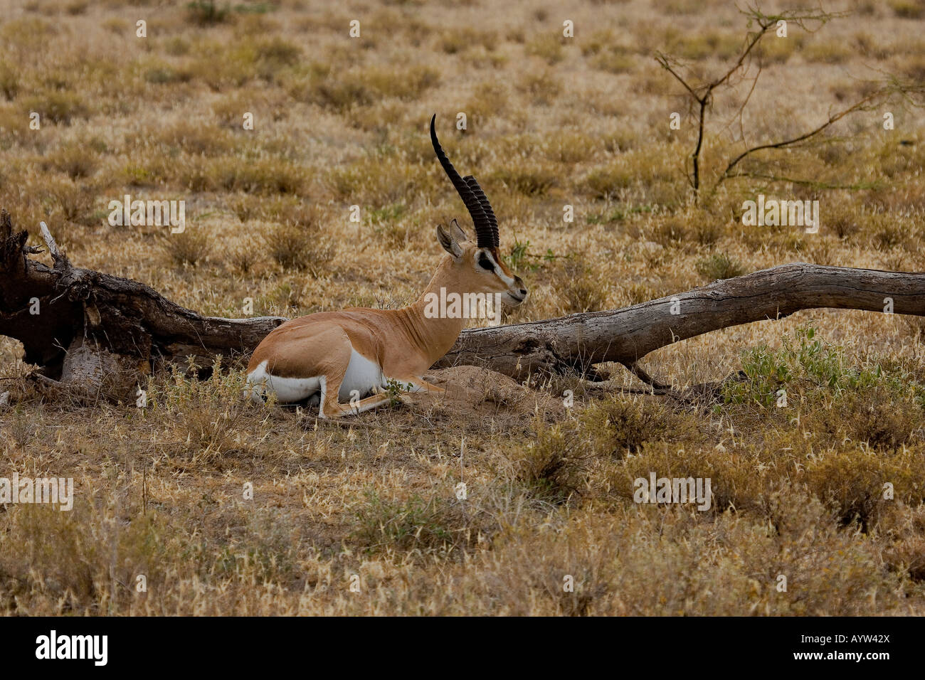 Grant's Gazelle, Gazella granti WITH BROKEN HORN Stock Photo - Alamy