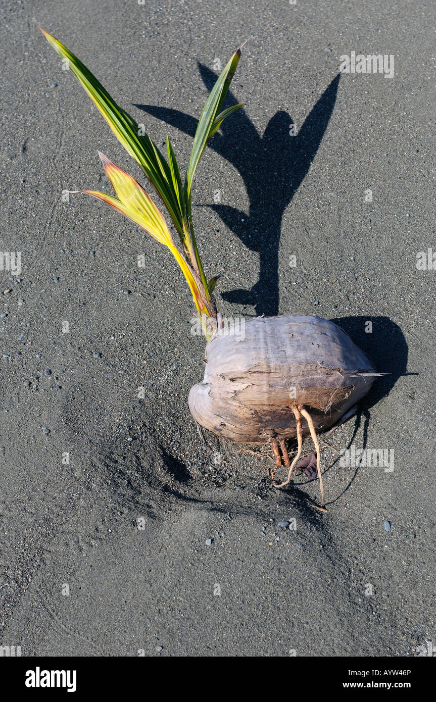 Coconut palm fruit sprouting roots and leaves on the beach in Osa ...