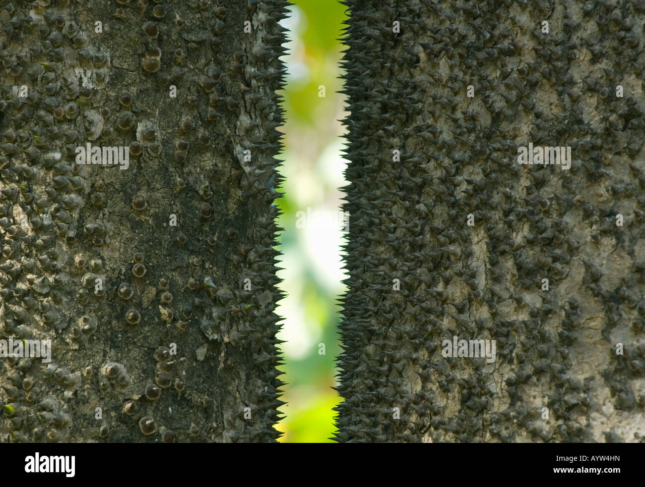 Trunks of Crocodile trees, Ampijoroa Reserve, Ankaranfanstika National ...