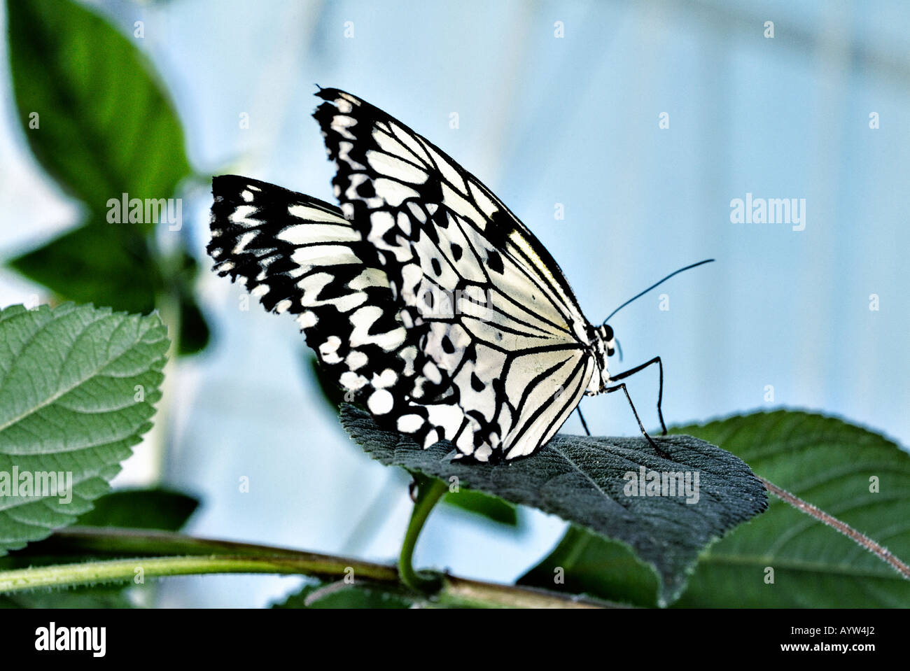 Large Tree Nymph Stock Photo - Alamy