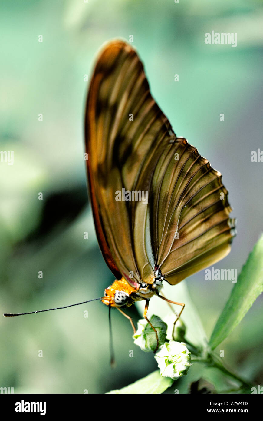 Side profile of a Julia butterfly Stock Photo - Alamy