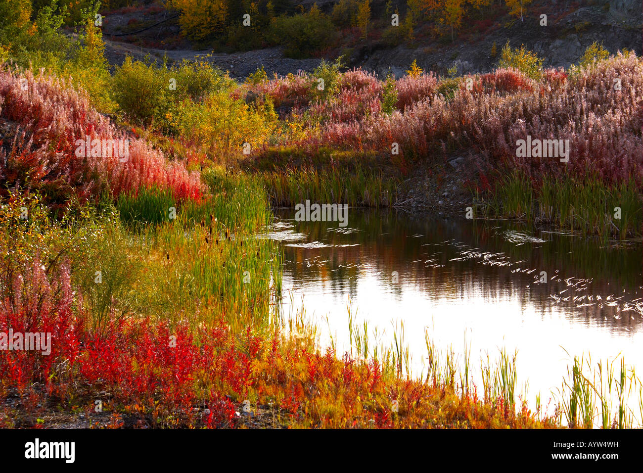 autumn boreal forest Yellowknife NWT Canada Stock Photo - Alamy