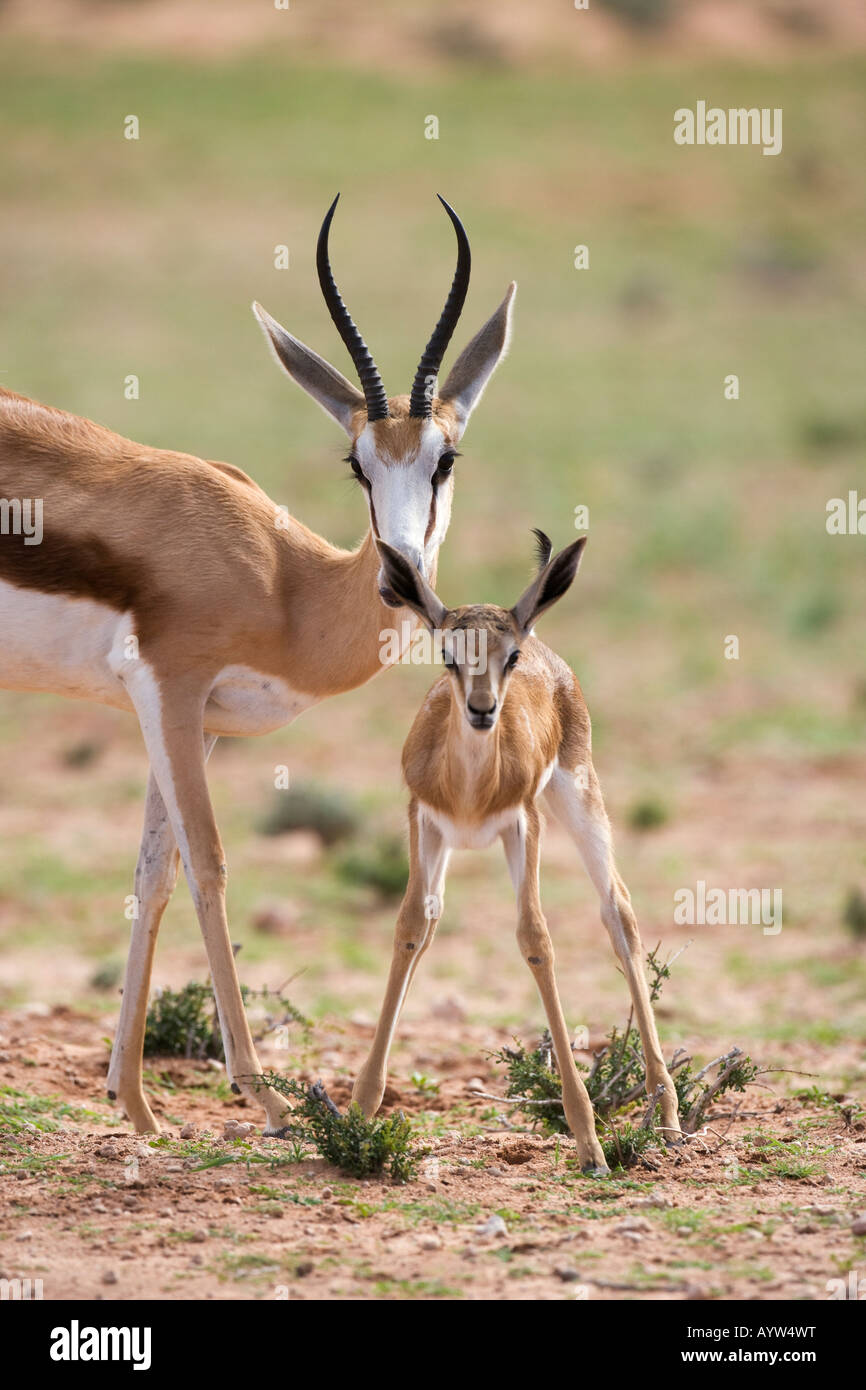 Springbok with lamb Antidorcas marsupialis Kgalagadi Transfrontier Park ...