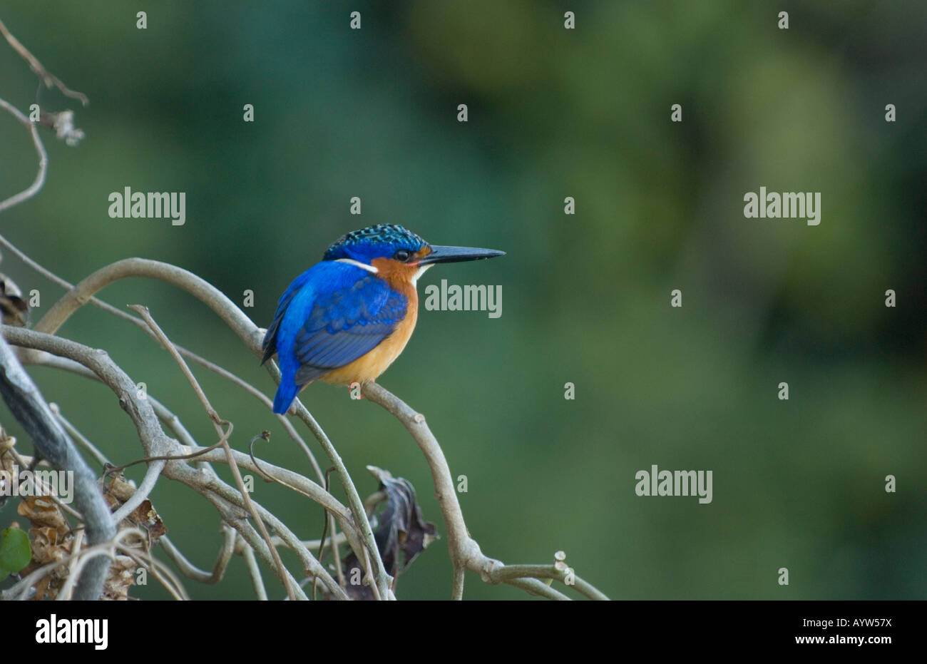 Madagascar Kingfisher (Corythornis vintsioides) Lac Ravelobe ...