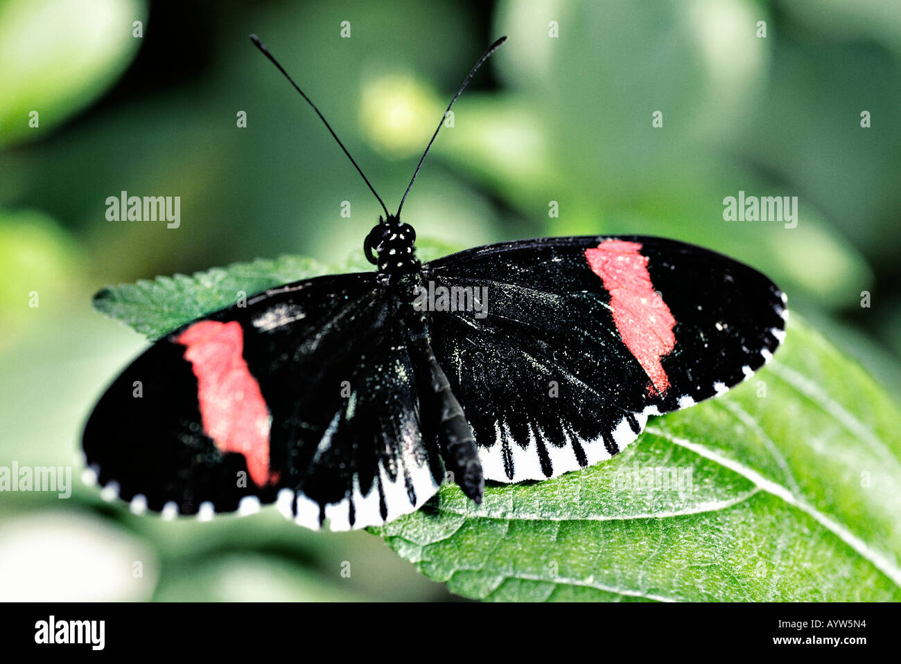 Red Banded Butterfly Stock Photo - Alamy