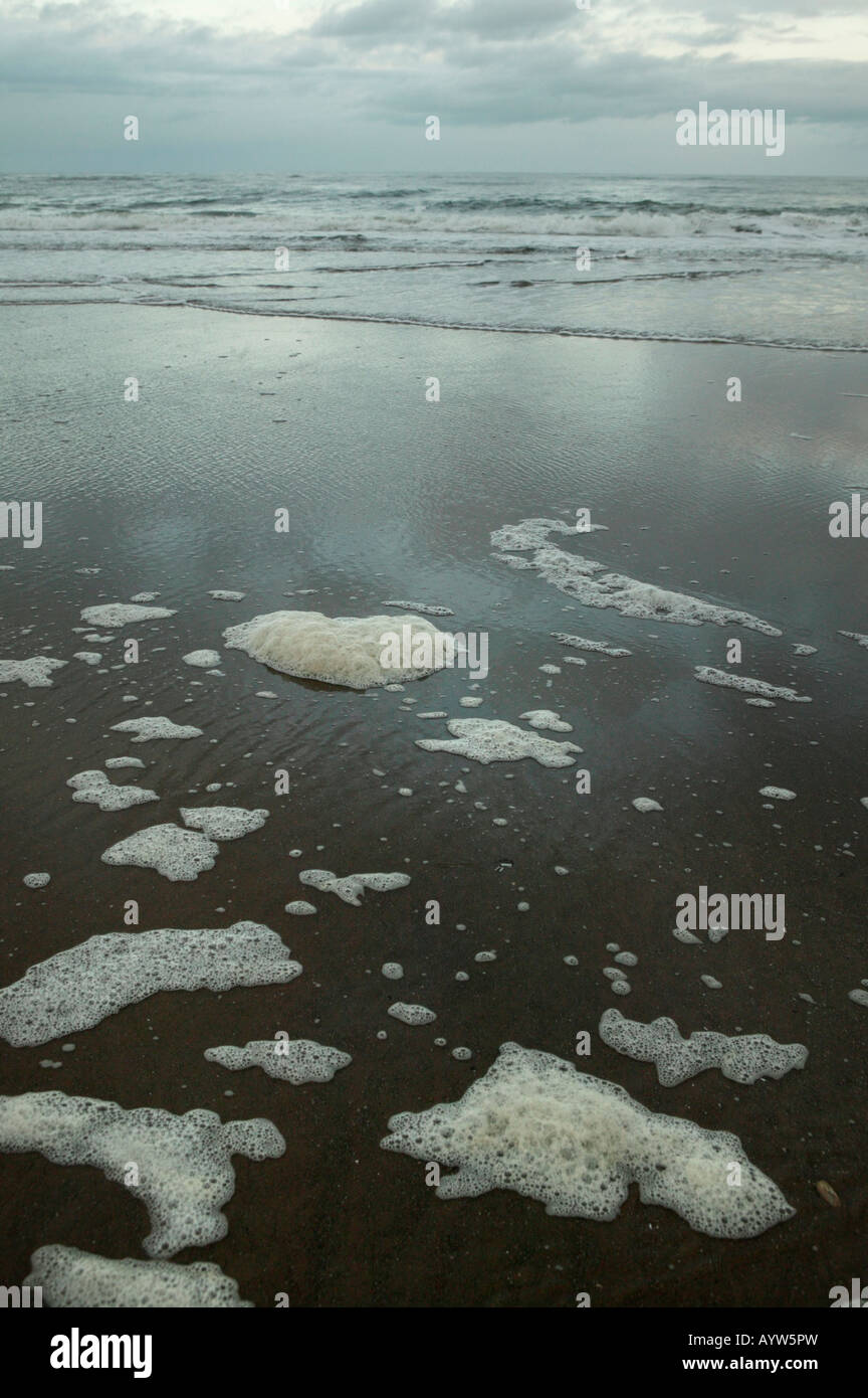 sea foam on sand at the beach Tentsmuir forrest Kinshaldy Fife Stock ...