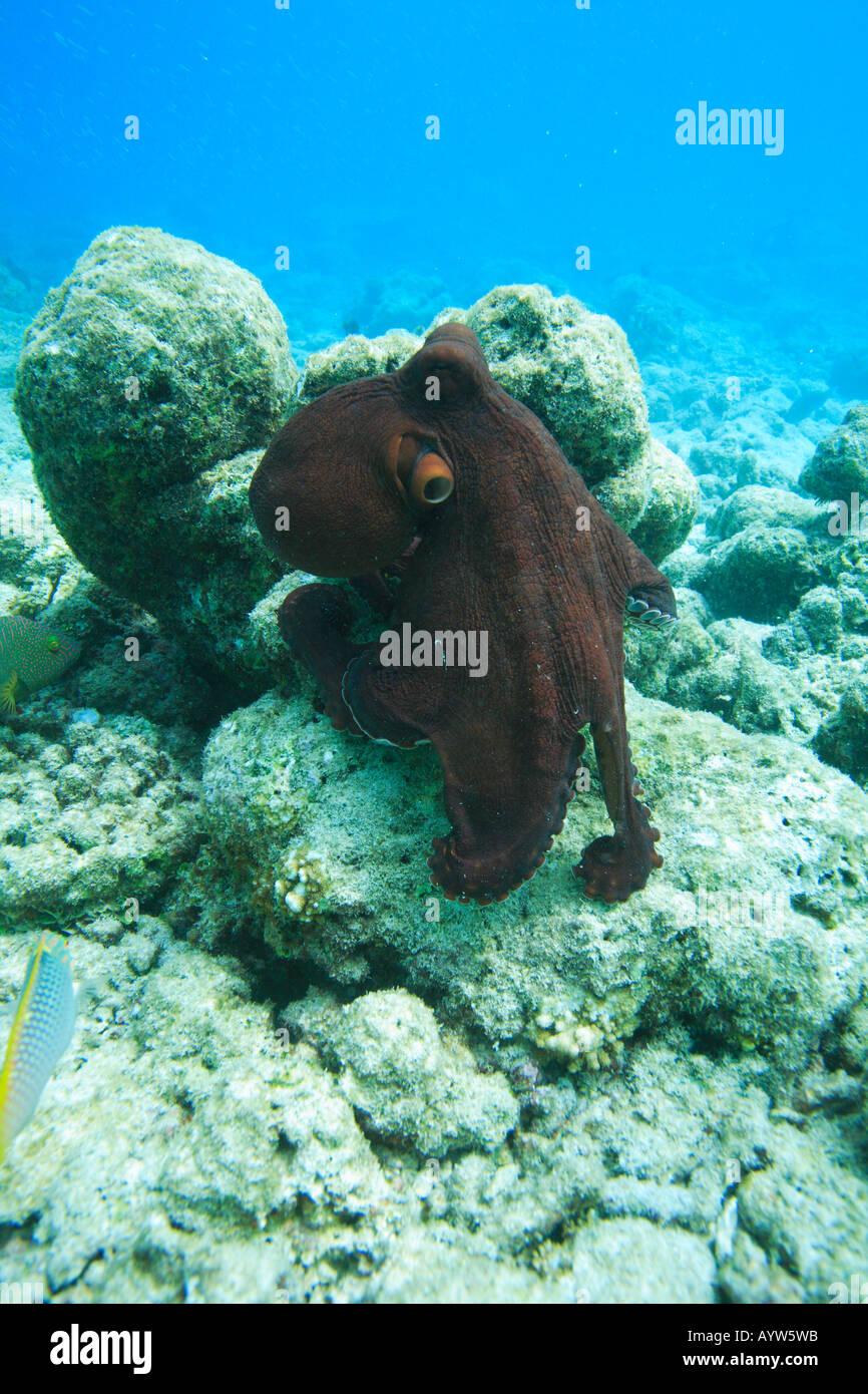 Reef octopus maldives hi-res stock photography and images - Alamy