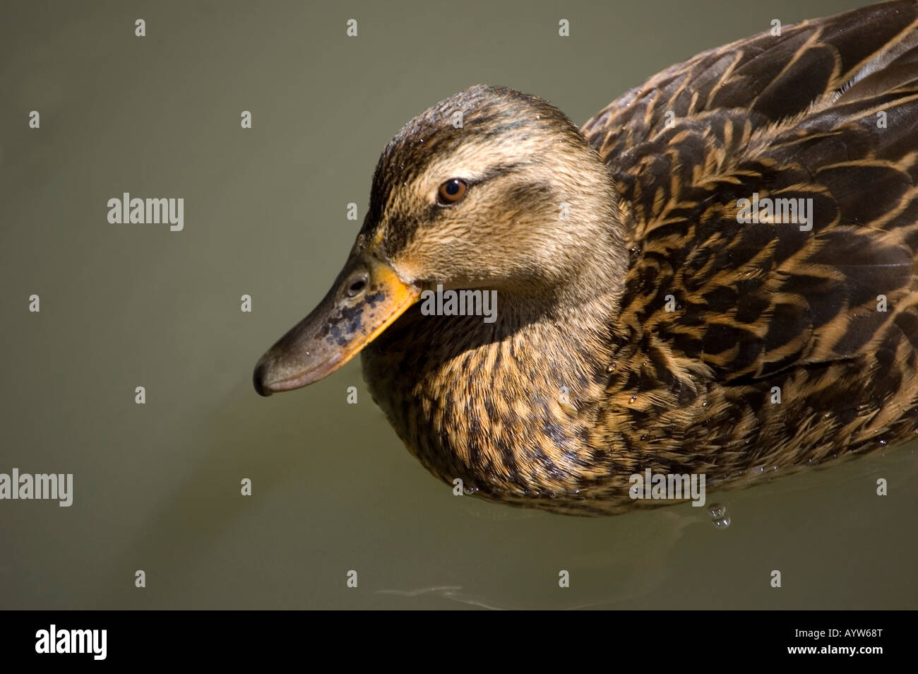 Brown duck in water, San Antonio river walk Stock Photo - Alamy