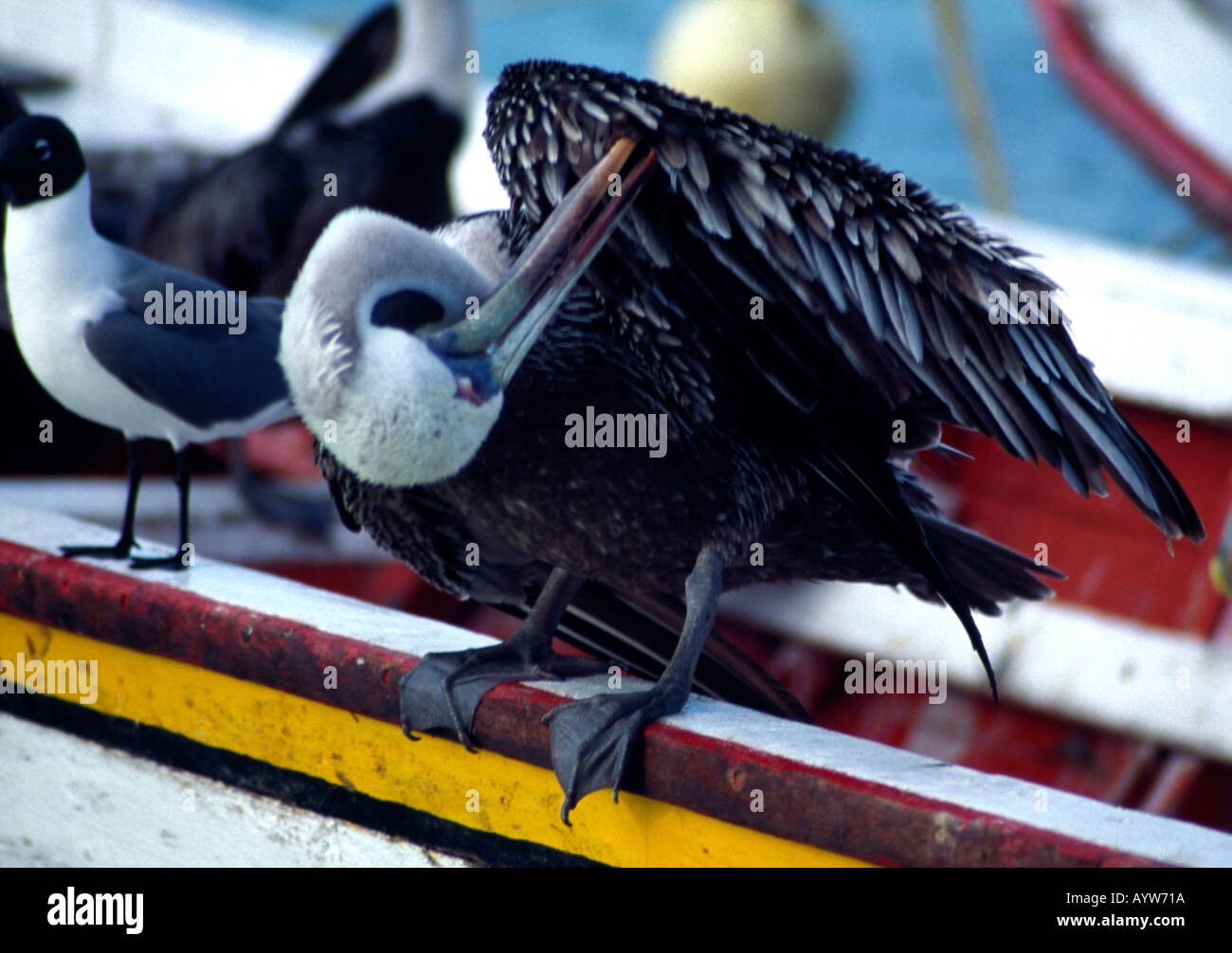 Preen wing hi-res stock photography and images - Alamy