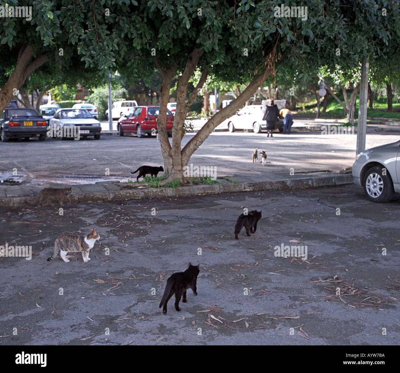 Island of cyprus cats hi-res stock photography and images - Alamy