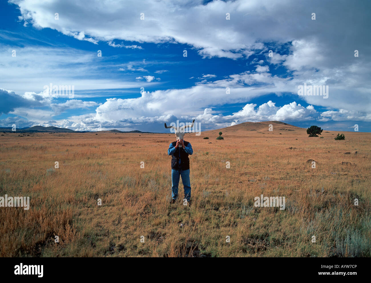 Man holds a cow skull in front of his face standing in dry prairie ...