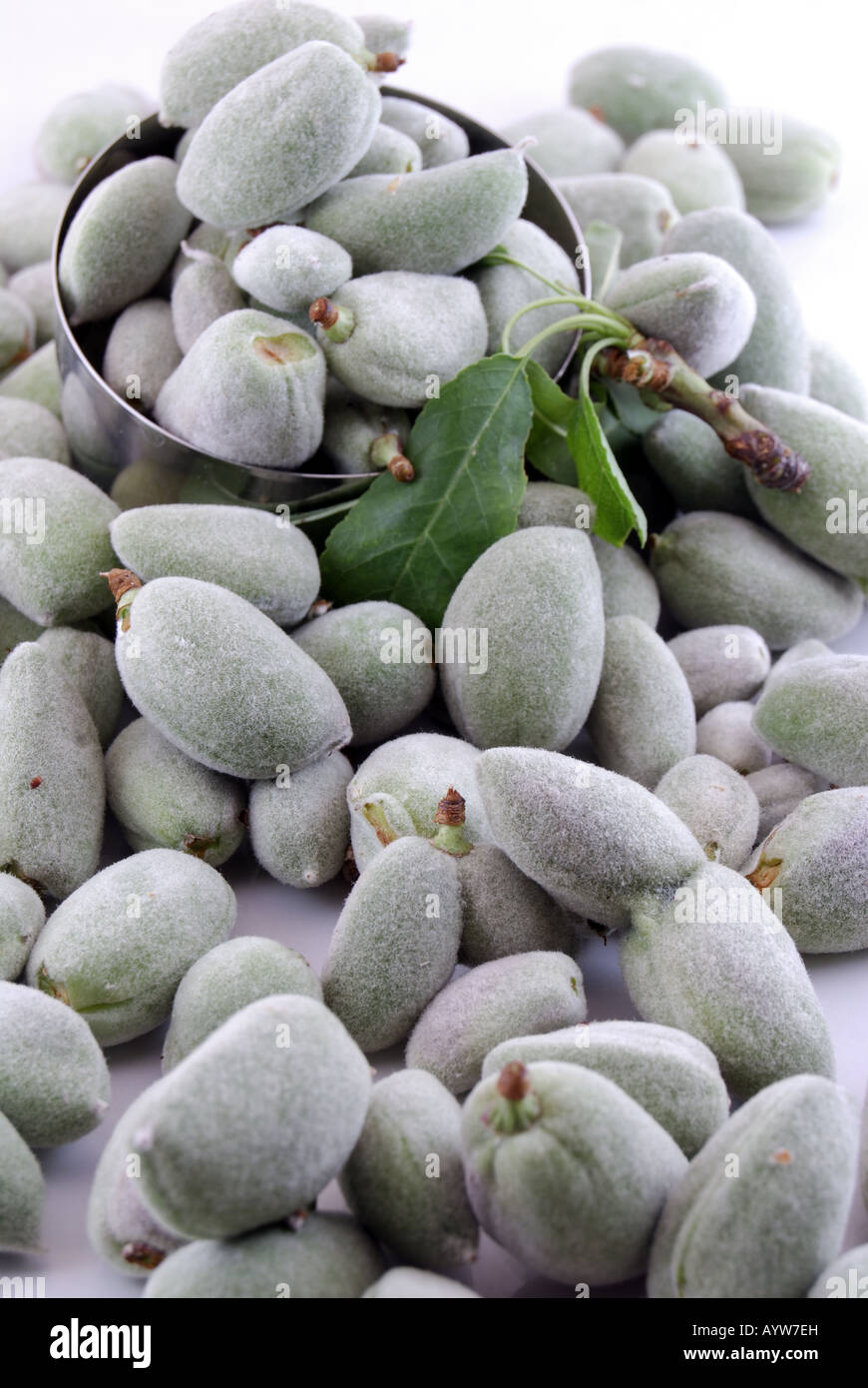 Biggest nut hi-res stock photography and images - Alamy