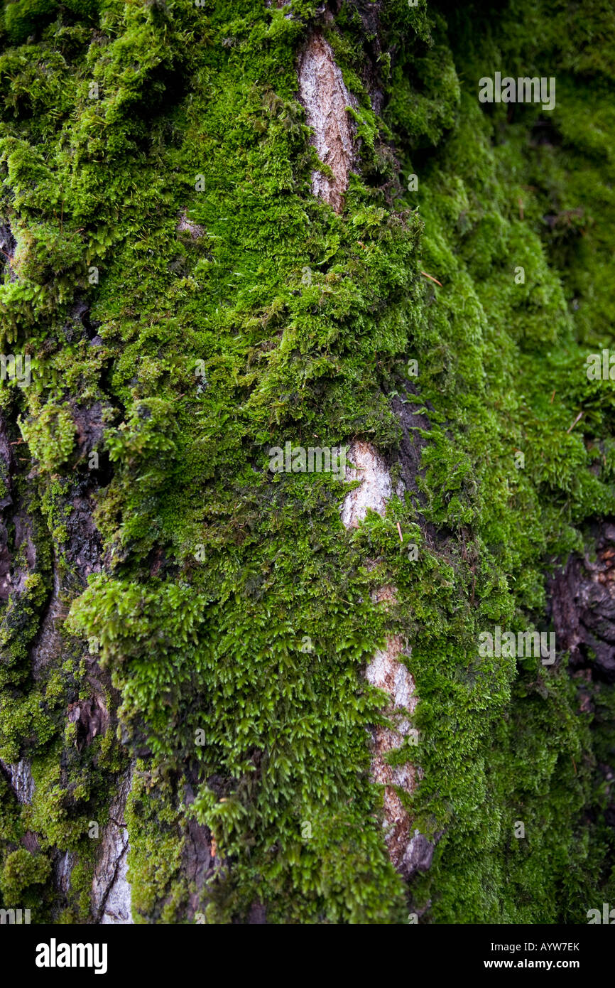 Moss on a tree Stock Photo - Alamy