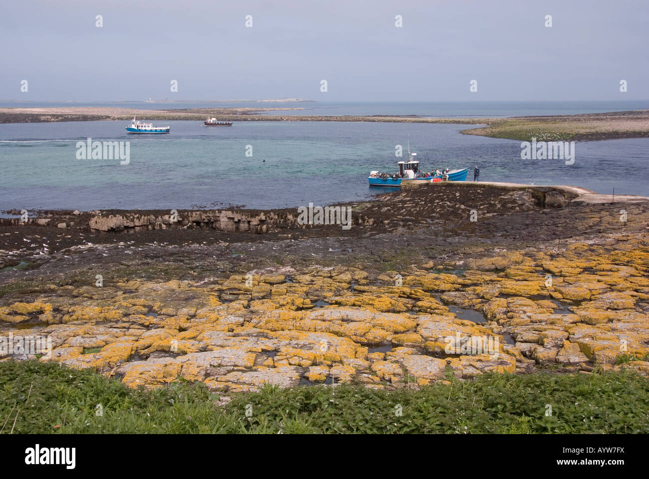 Inner Farne island, England Stock Photo - Alamy