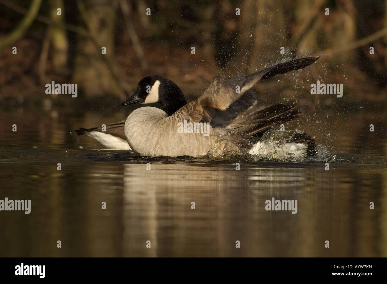 Canada Goose bathing Stock Photo - Alamy