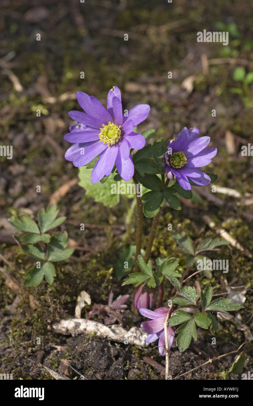 Blue flowered greek windflower, Anemone blanda, plant Stock Photo - Alamy