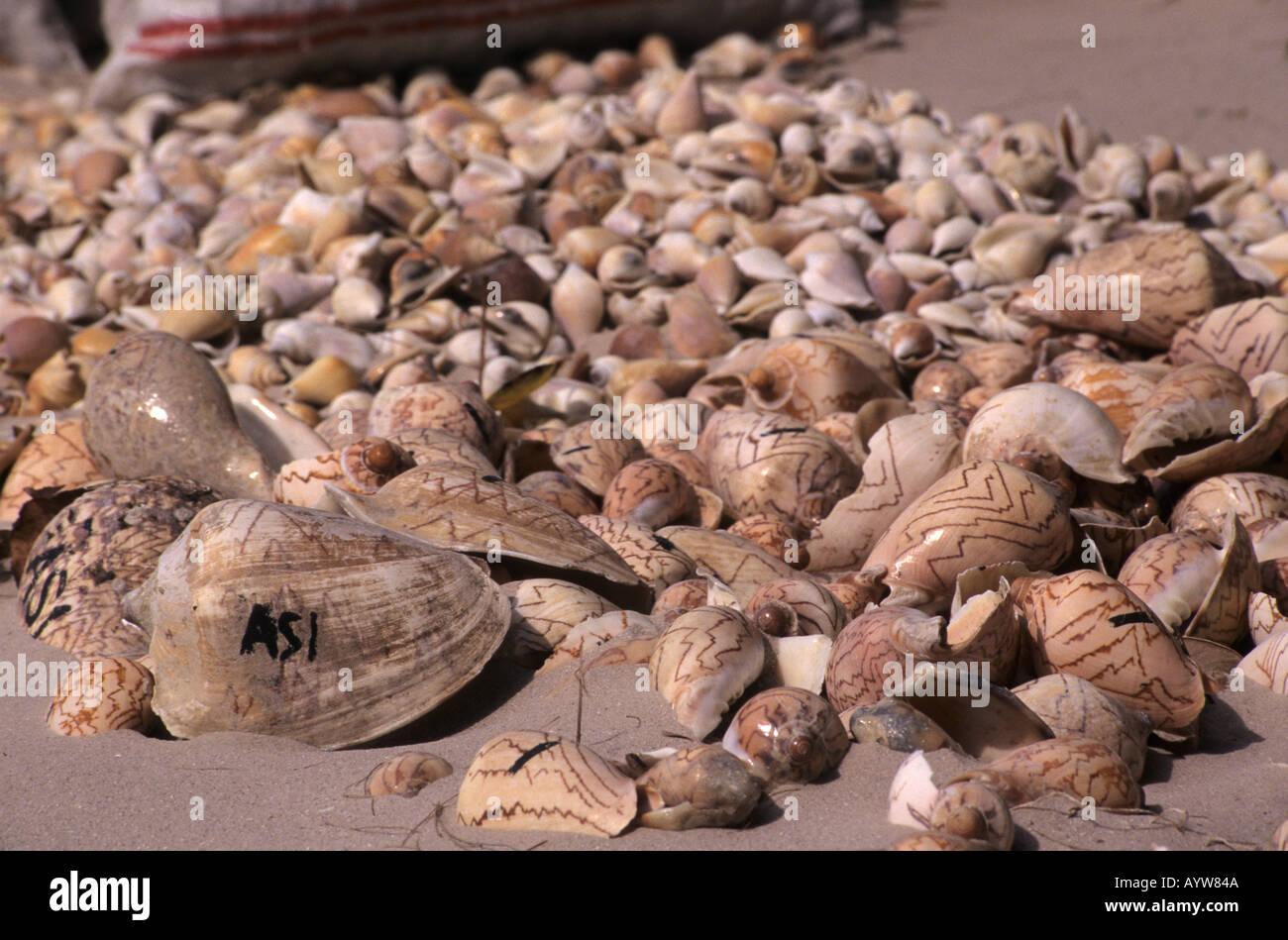 Thailand rangers hi-res stock photography and images - Alamy