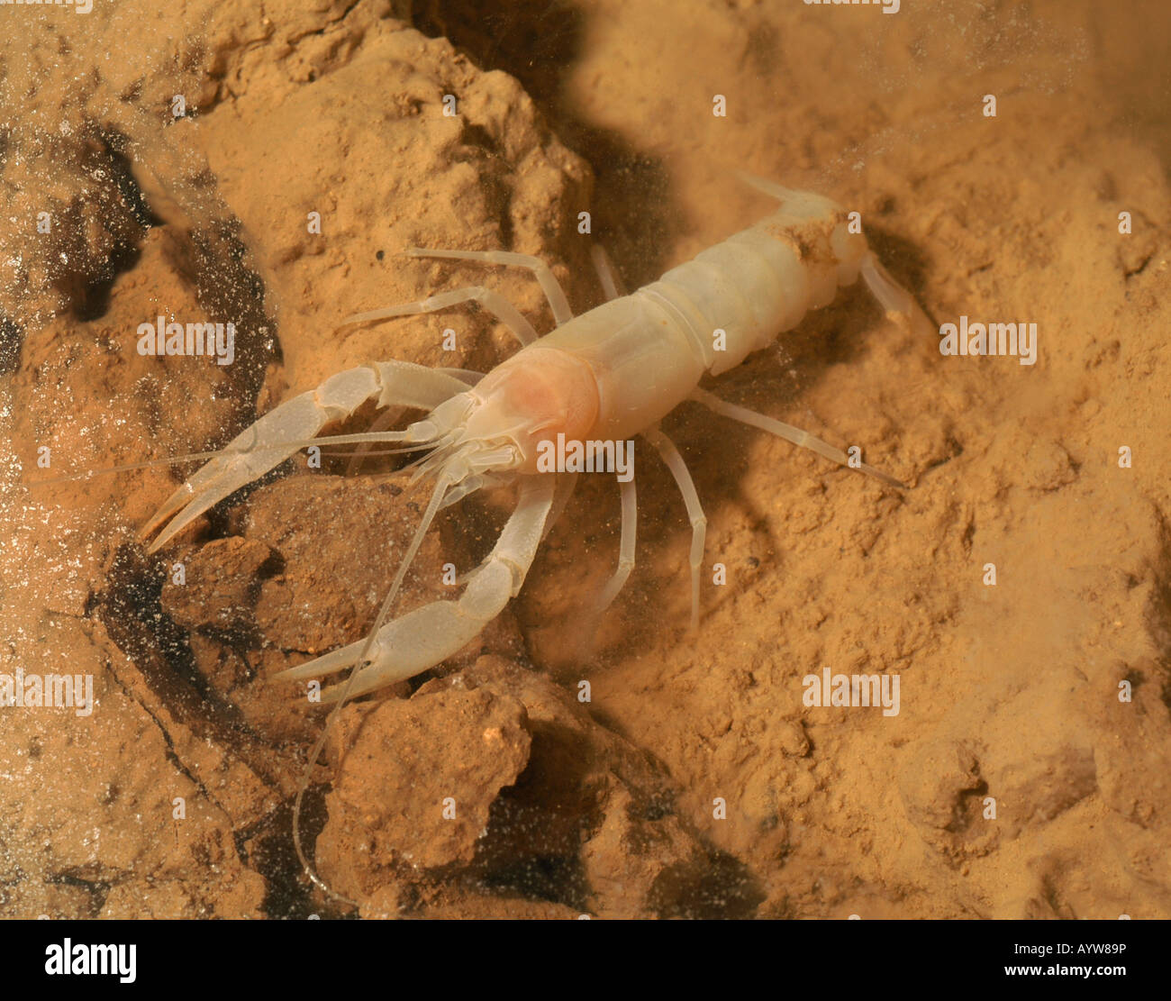 Blind Cave Crayfish