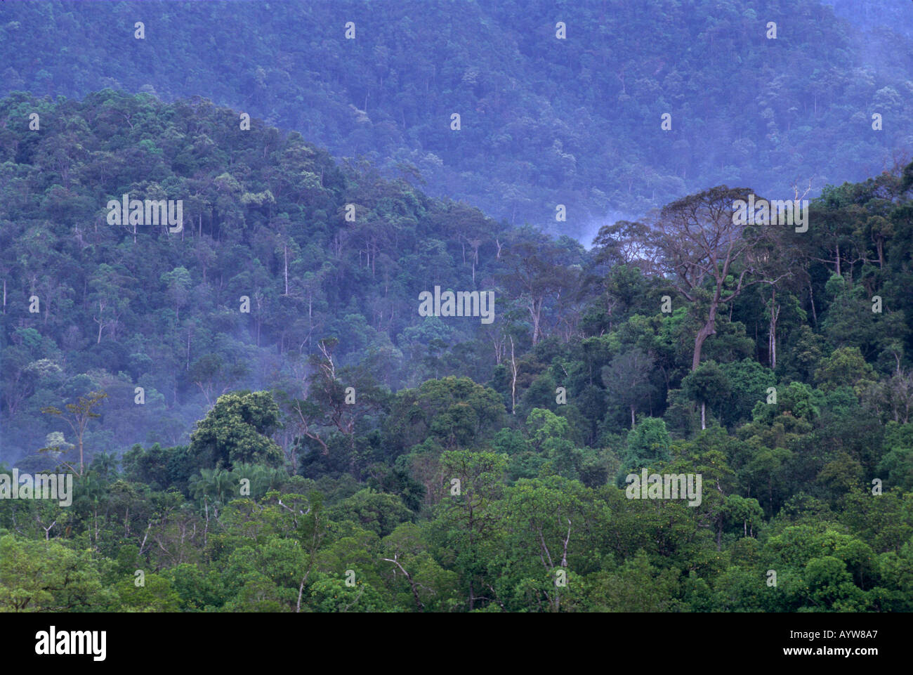 Semi evergreen forest hi-res stock photography and images - Alamy