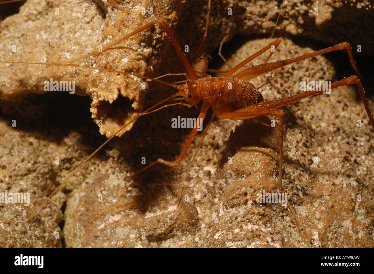cave cricket Stalactites Stock Photo - Alamy