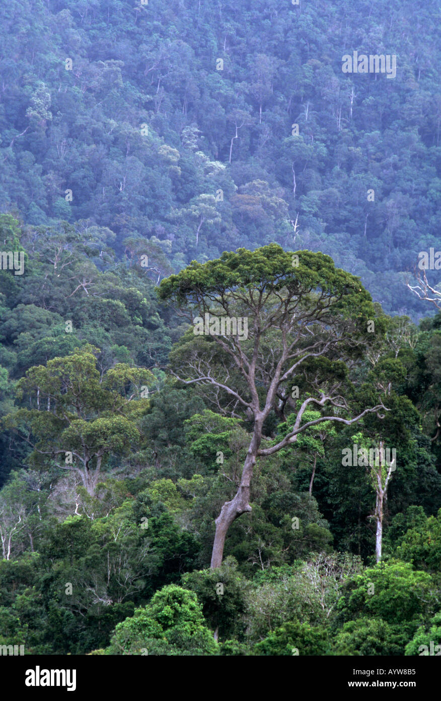 Semi Evergreen Forest High Resolution Stock Photography and Images - Alamy